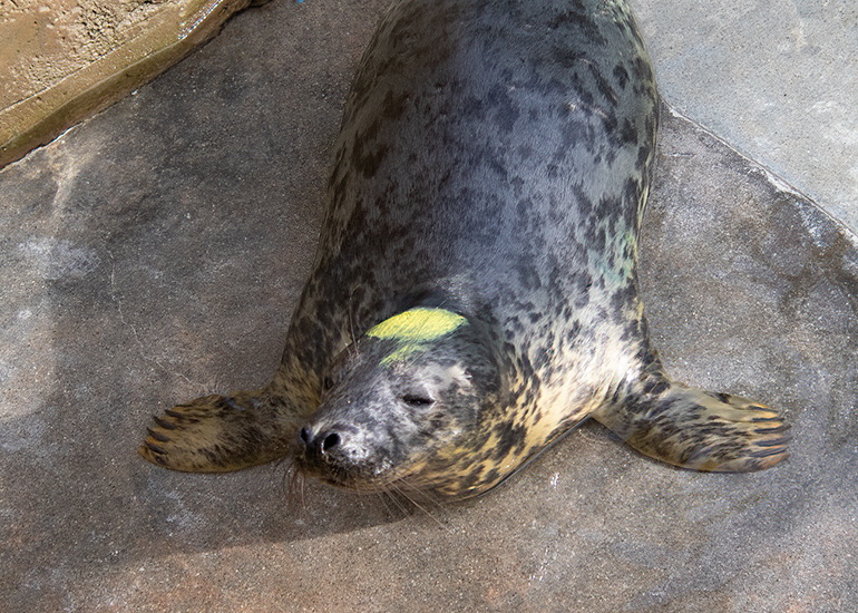 CORNISH SEAL SANCTUARY - PHOTO GALLERY - Splodge