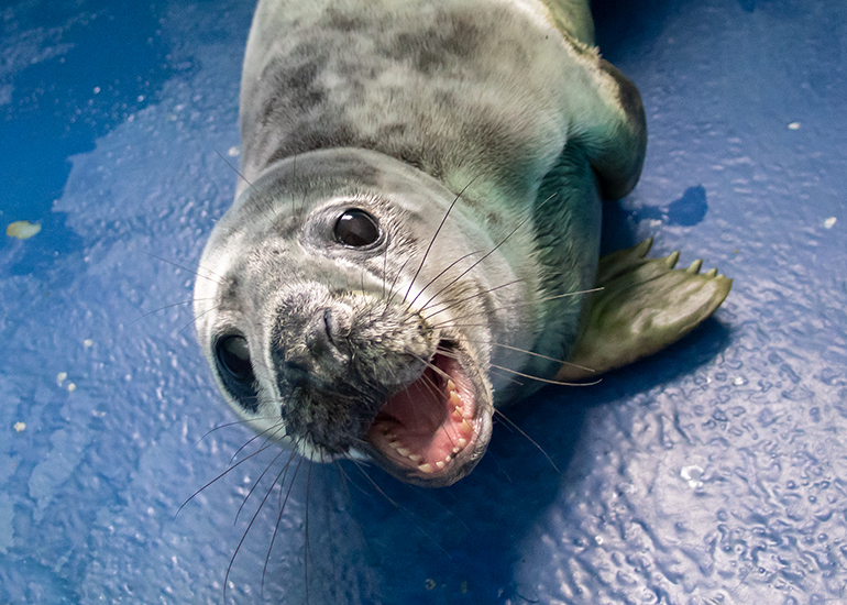 CORNISH SEAL SANCTUARY - PHOTO GALLERY - SPONGE