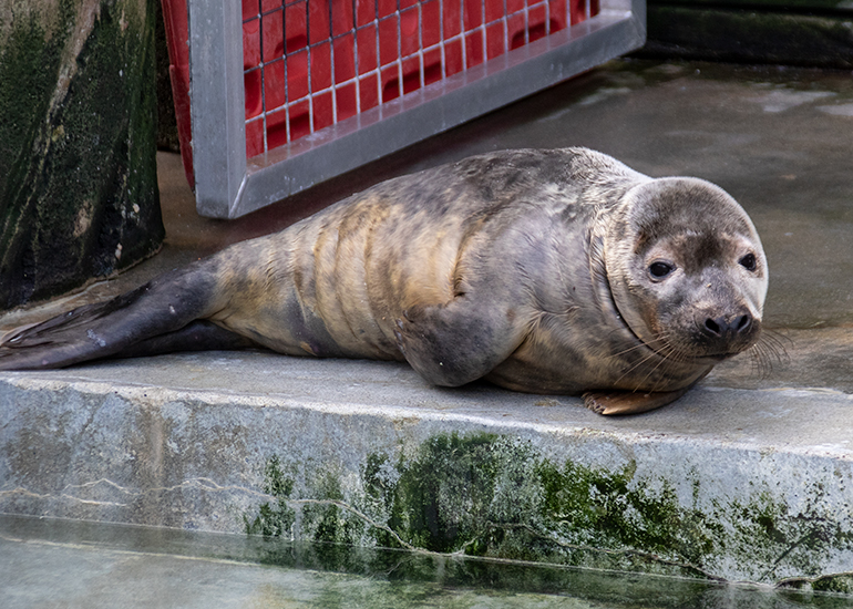 CORNISH SEAL SANCTUARY - Sponge - PHOTO GALLERY