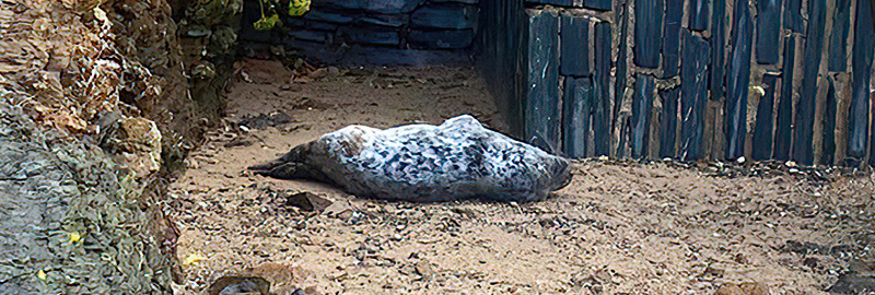 CORNISH SEAL SANCTUARY - SEA LIFE TRUST - Splodge - Rescued Seal Pup ...