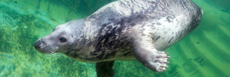 THE CORNISH SEAL SANCTUARY - ADAPTATION
