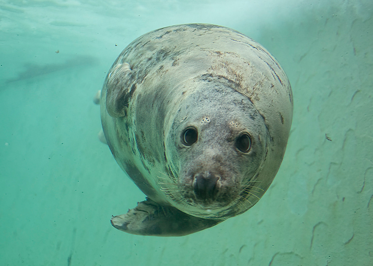 CORNISH SEAL SANCTUARY - SEA LIFE TRUST - News Update - January 2025