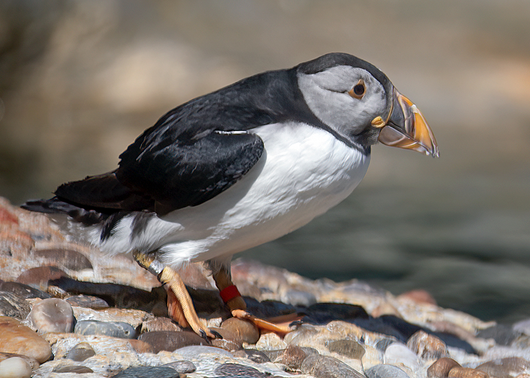 CORNISH SEAL SANCTUARY - SEA LIFE TRUST - News Update - April 2025