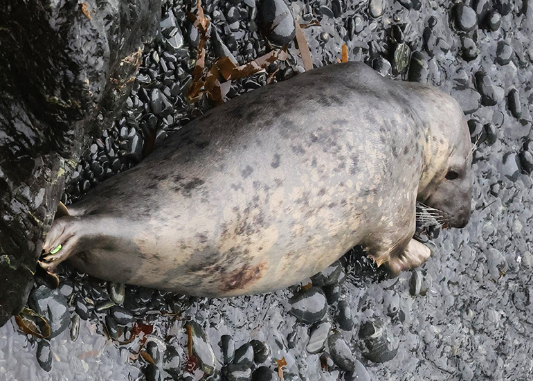 CORNISH SEAL SANCTUARY - Kipper - Rescued Seal Pup Season