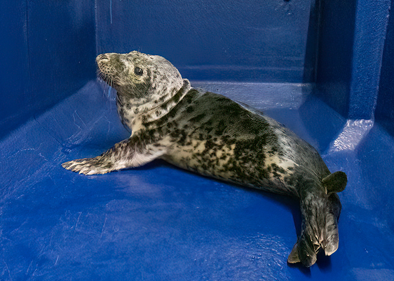 CORNISH SEAL SANCTUARY - SEA LIFE TRUST - Rainy-Bat - 2024-25 Seal Pup ...