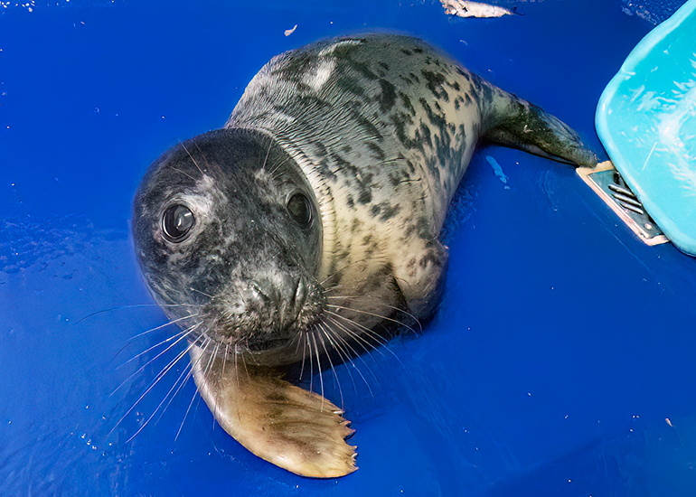 CORNISH SEAL SANCTUARY - SEA LIFE TRUST - Sand Hopper - 2024-25 Seal ...