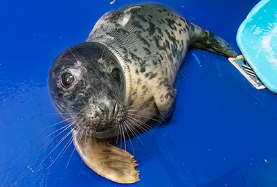 CORNISH SEAL SANCTUARY - SEA LIFE TRUST - Sand Hopper - Rescued Grey ...