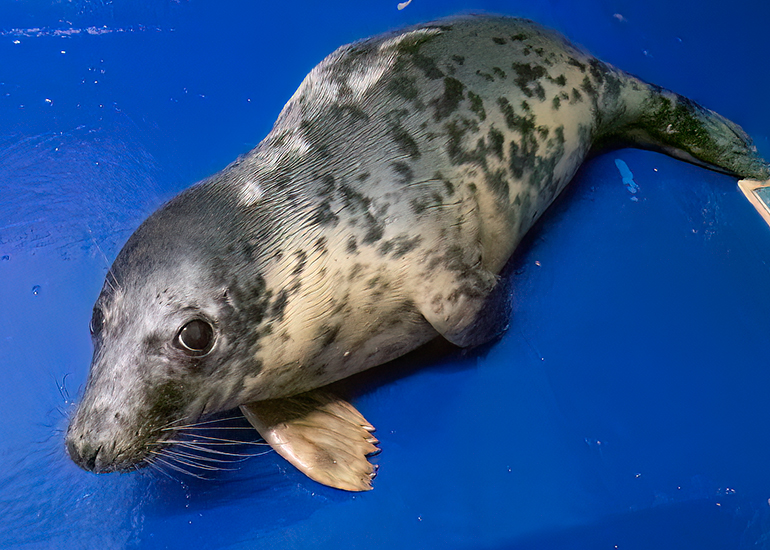 CORNISH SEAL SANCTUARY - SEA LIFE TRUST - Sand Hopper - 2024-25 Seal ...