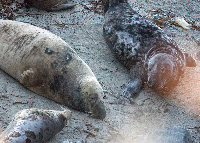 CORNISH SEAL SANCTUARY - SEA LIFE TRUST - News Update - January 2025