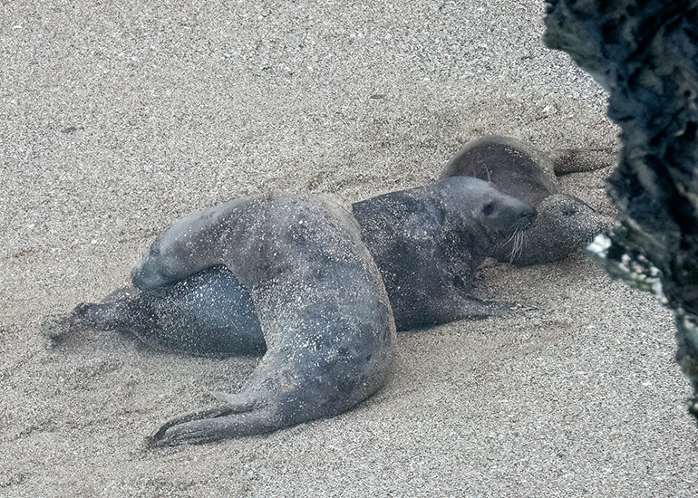 CORNISH SEAL SANCTUARY - SEA LIFE TRUST - News Update - February 2025