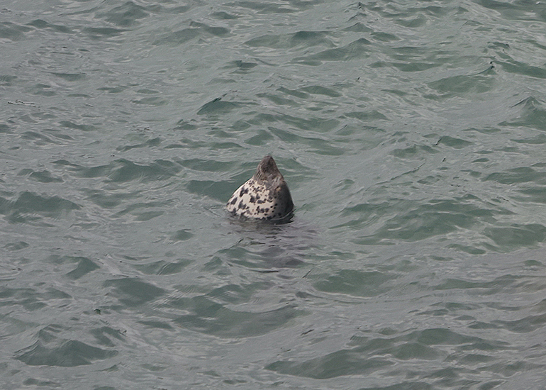 CORNISH SEAL SANCTUARY - SEA LIFE TRUST - News Update - June 2025