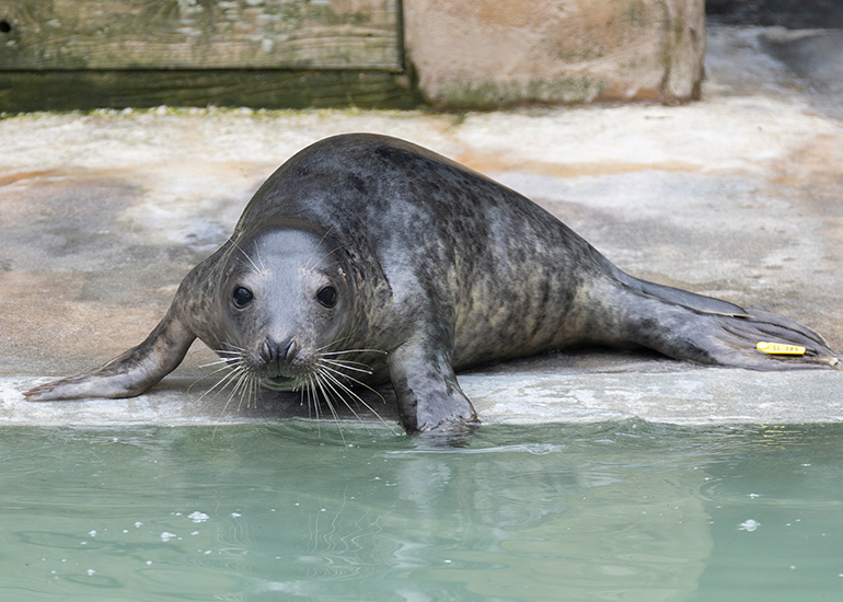 CORNISH SEAL SANCTUARY - SEA LIFE TRUST - Snicker Doodle - 2025-26 Seal ...