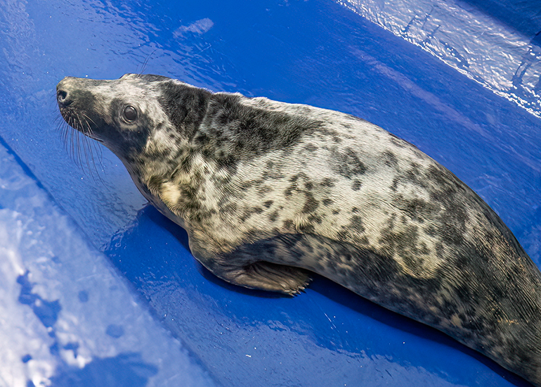 CORNISH SEAL SANCTUARY - SEA LIFE TRUST - Tiger-Moth - 2024-25 Seal Pup ...