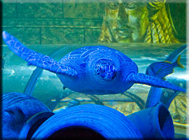 Hunstanton SEA LIFE Sanctuary - News Update