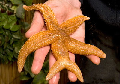 The Scottish SEA LIFE Sanctuary - Press Release