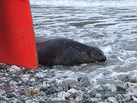 NATIONAL SEAL SANCTUARY - Shawn, Rupert and Sam