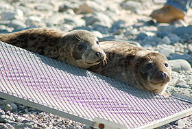 NATIONAL SEAL SANCTUARY - BUZZ