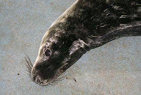 NATIONAL SEAL SANCTUARY - SCABBERS