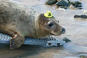 CORNISH SEAL SANCTUARY - THE SEA LIFE TRUST - PRESS RELEASE