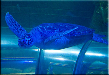 Hunstanton SEA LIFE Sanctuary - News Update