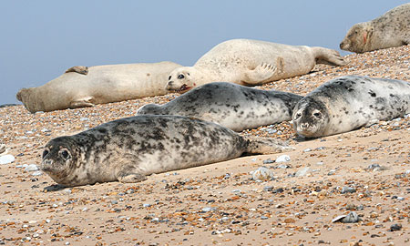 Hunstanton SEA LIFE Sanctuary - Seals in the Wild