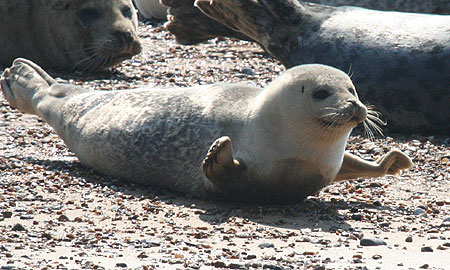 Hunstanton SEA LIFE Sanctuary - Seals in the Wild